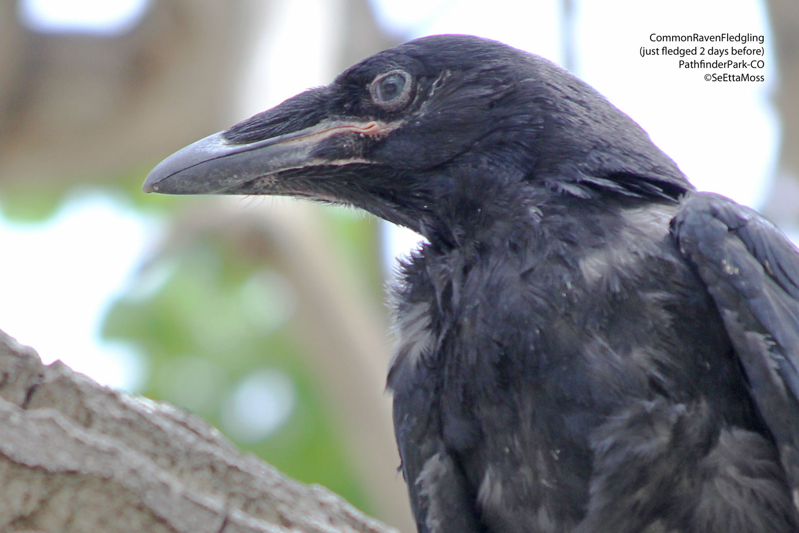 Recently fledged Common Raven