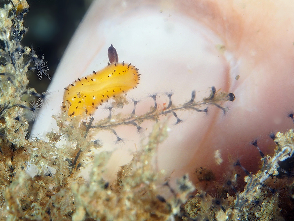 mondo dei rettili: Jorunna parva, il coniglio di mare!