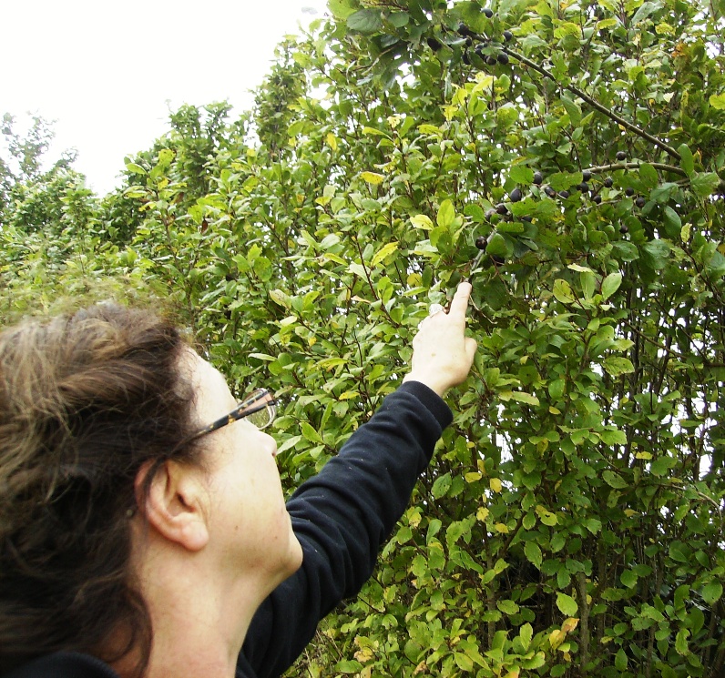 Trudi Doyle Artist: Massacre of the hedgerows -austerity for the birds ...