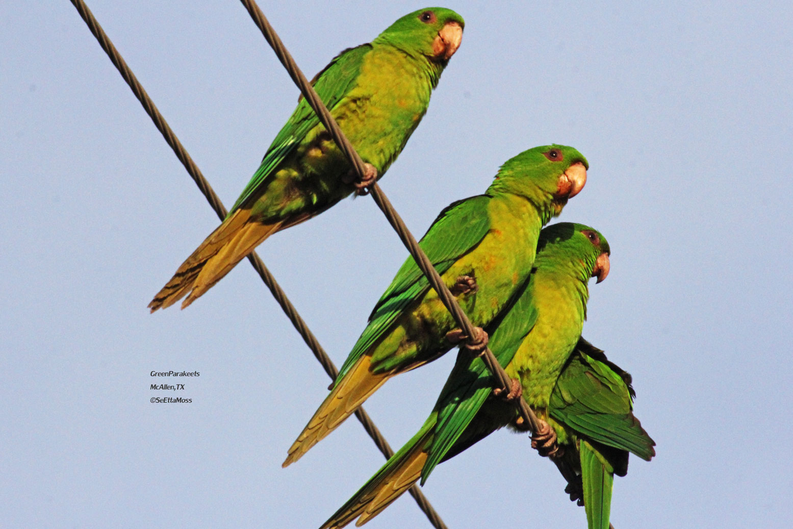 Green Parakeets, a Rio Grande Valley specialty