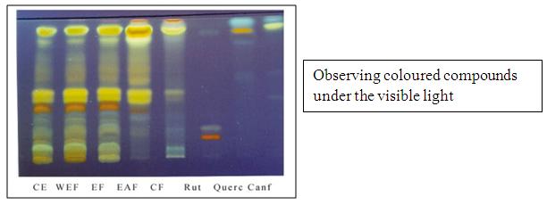 Observation Under Visible and UV Light in Chromatography
