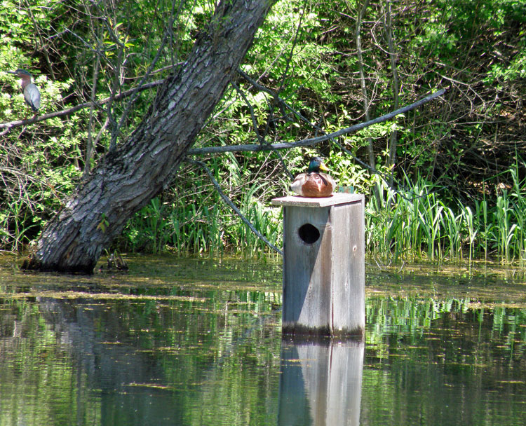 Northern Illinois Birder: Birds that Nest in Man-made Structures