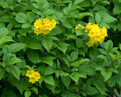 El Jardinero, plantas y flores: Tecoma stans