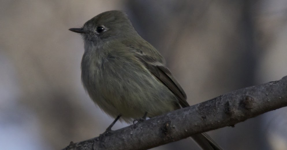 Birding Is Fun!: The Empid Enigma: To Catch a Flycatcher