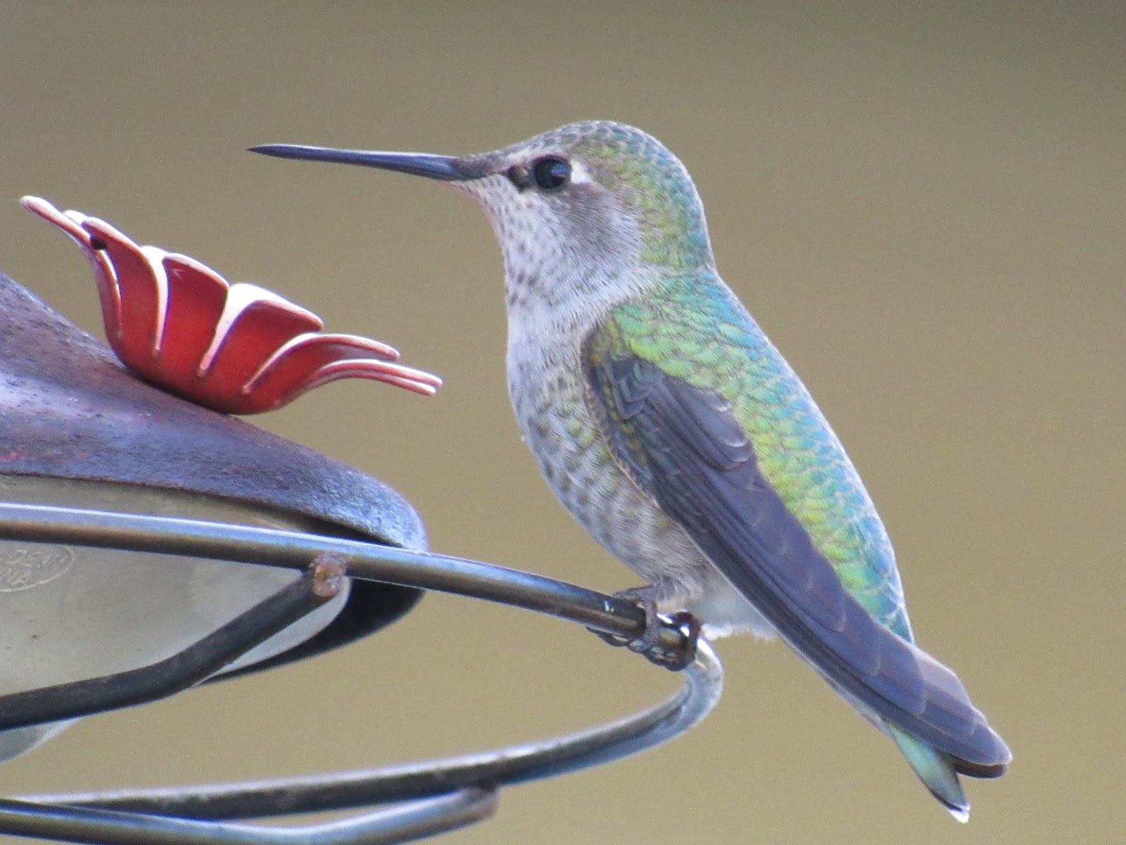 Garden Grumbles and Cross Stitch Fumbles: Three Hummers