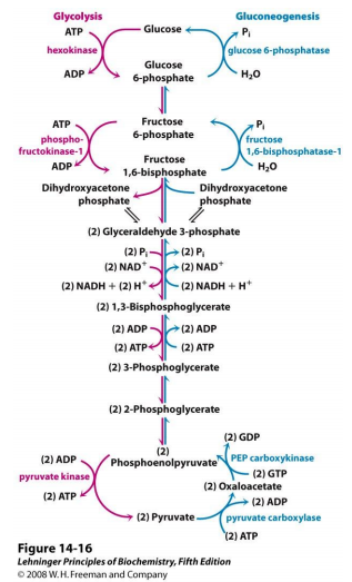 Bioquímica UFPR: METABOLISMO DE CARBOIDRATOS