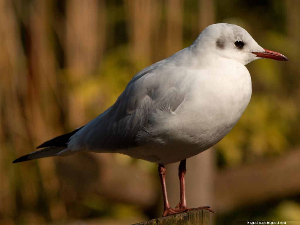 Image House | Latest Hd Wallpapers: Seagull Bird is Sitting on the Tree