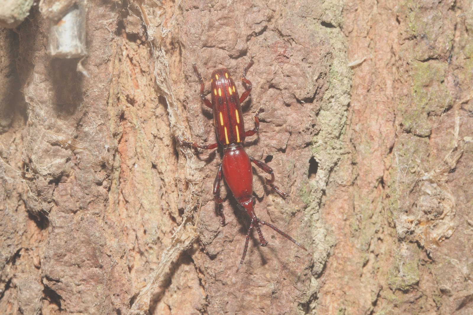 BunyipCo: April 2018