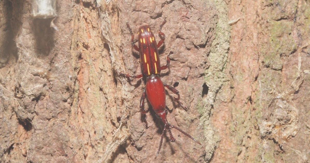 BunyipCo: Around the Lights