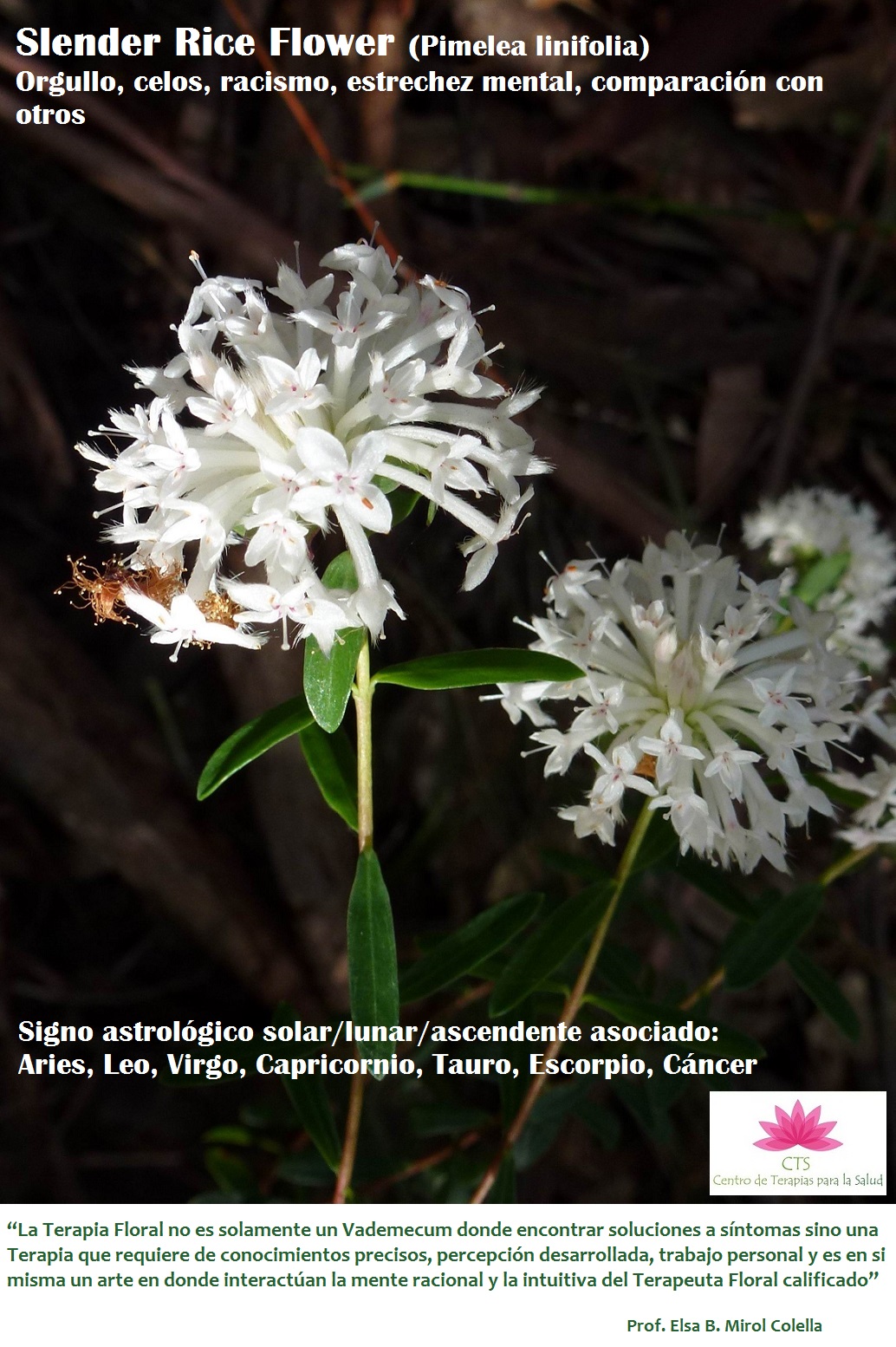CTS-CENTRO DE TERAPIAS PARA LA SALUD: FLORES DE BUSH Y ASTROLOGIA ...