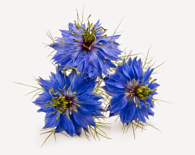 Le Monde de Delias: Zoom sur l'huile de nigelle