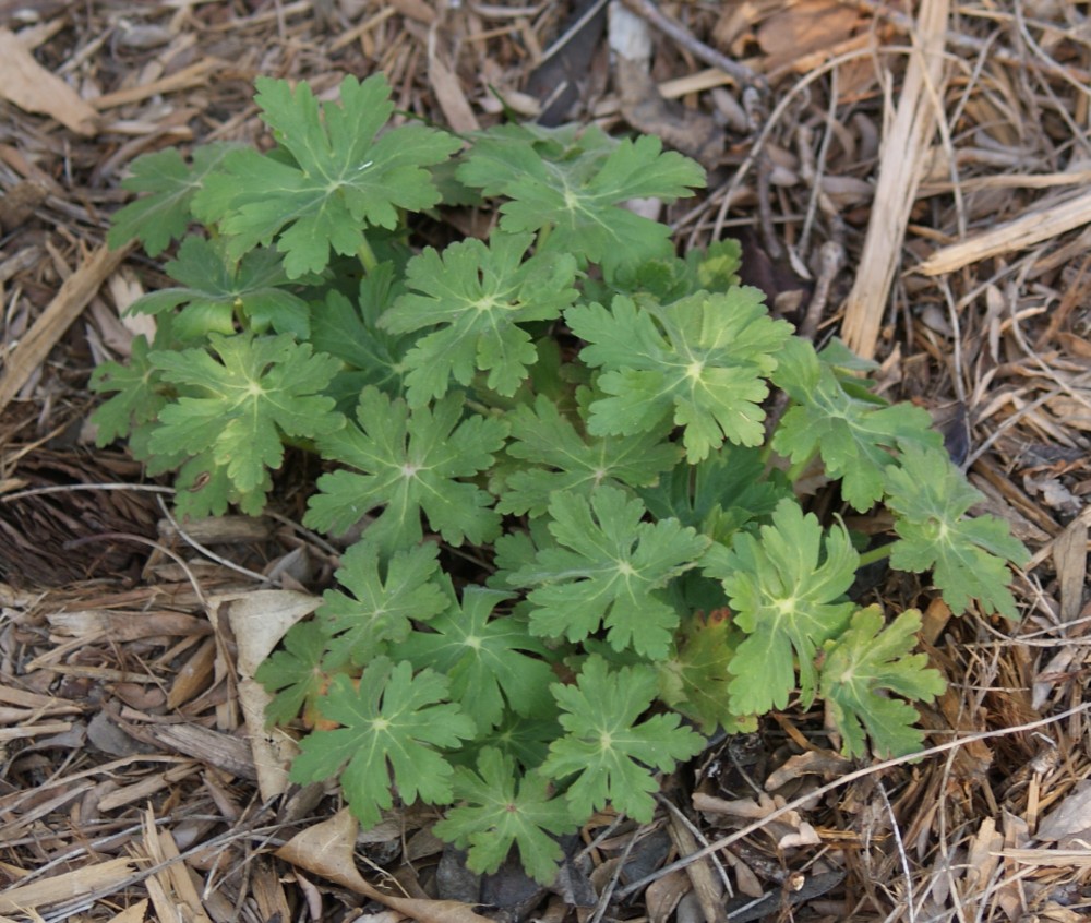 Visit My Garden: Perennials with Early Foliage