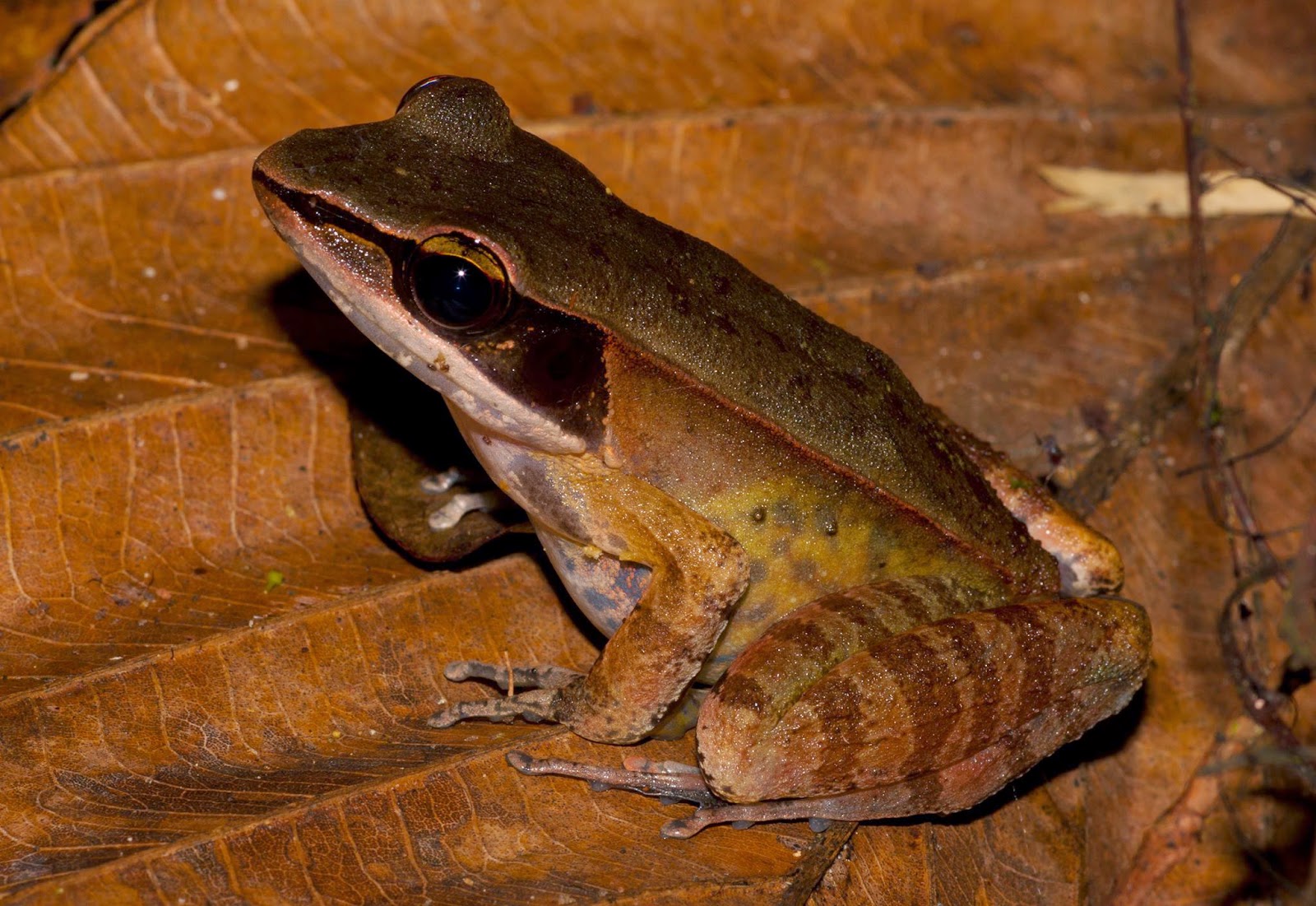 Species New to Science: [Herpetology • 2014] DNA Barcoding, Phylogeny ...