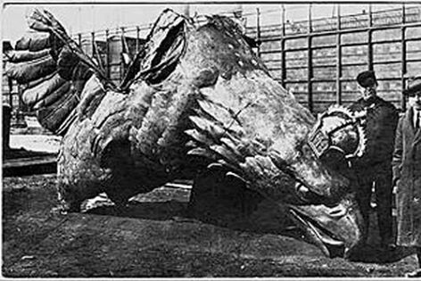 Germany and HAPAG - A Journey through History