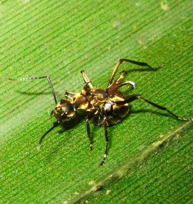 Photos and Info on Ants and Termites of Malaysia: Polyrhachis ypsilon