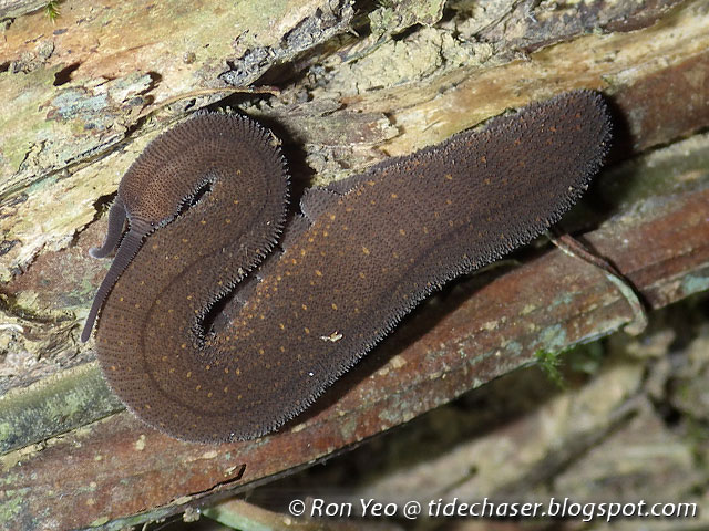 tHE tiDE cHAsER: Velvet Worms (Phylum Onychophora) of Singapore