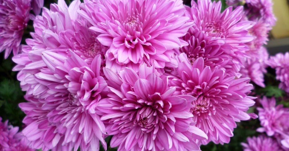 Kenali Berbagai Jenis Bunga Chrysan dan Manfaatnya ~ Chrysanthemum ...