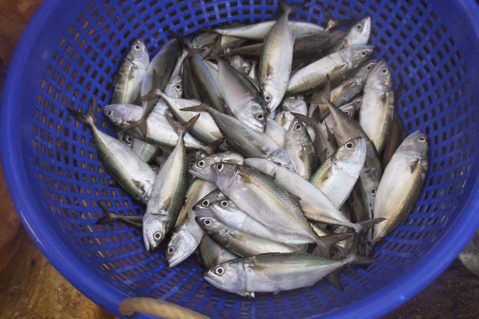 NEGOMBO SEAFOODS: kumbalawa