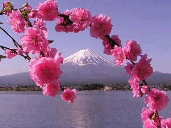 PINK MONDAYS-SPRING IN JAPAN ~ KARMAPOLICE