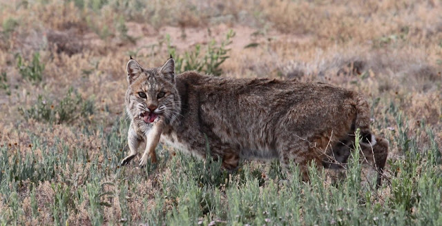 Living Rootless: On the Way to El Paso: Dallas Wildlife