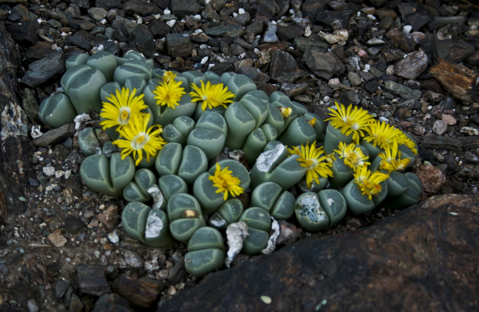 Walking Arizona: Lithops
