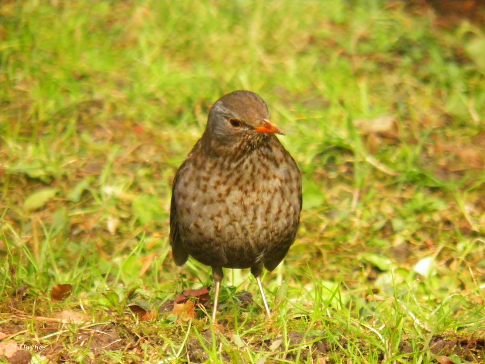 PASARI DIN ROMANIA: MIERLA (1), Turdus merula