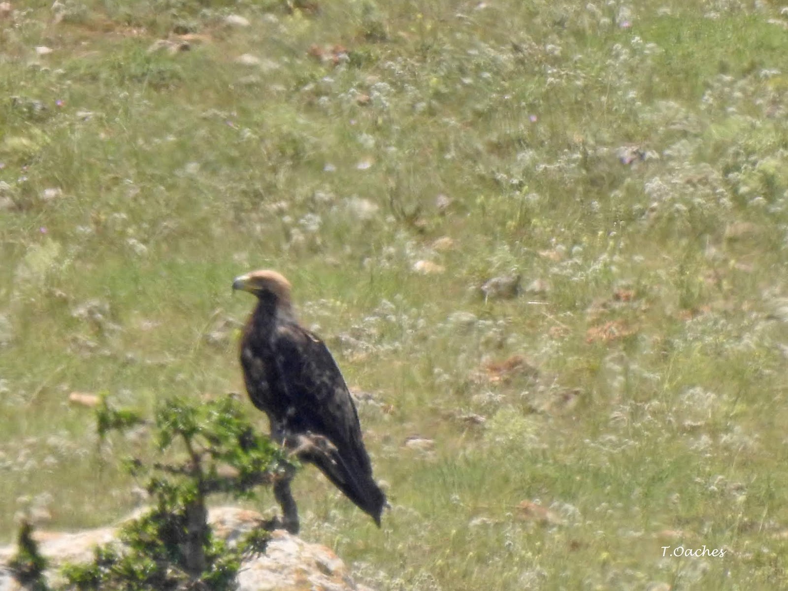 PASARI DIN ROMANIA: ACVILA DE CAMP, Aquila heliaca