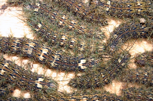 When You Touch This Assassin Caterpillar, You Will Bleed To Death