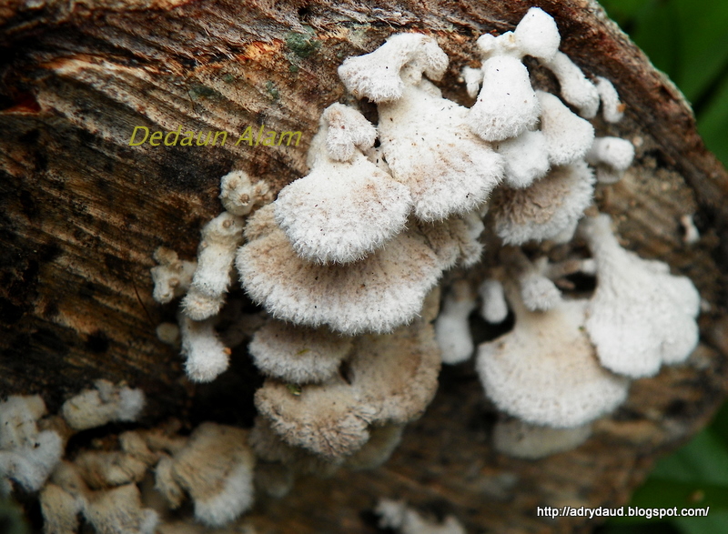Dedaun Alam: Kulat Sisir @ Cendawan Kukur