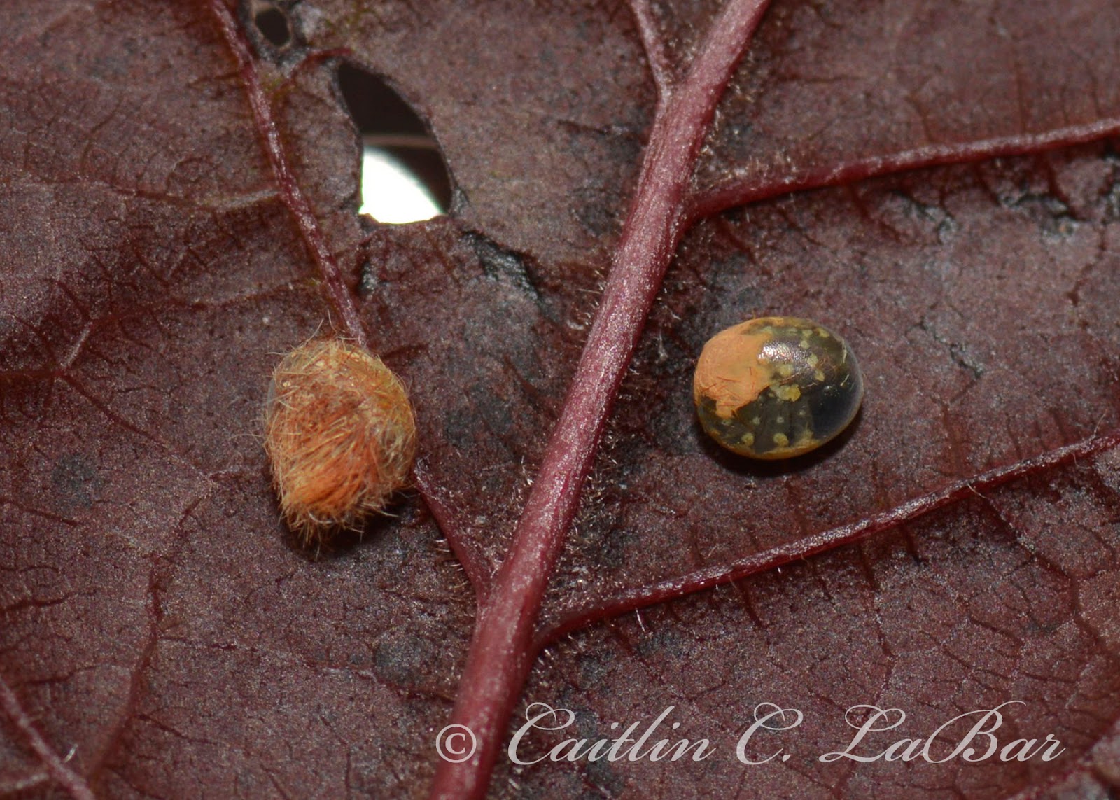 Northwest Butterflies: Citheronia splendens...Splendid Royal Moth