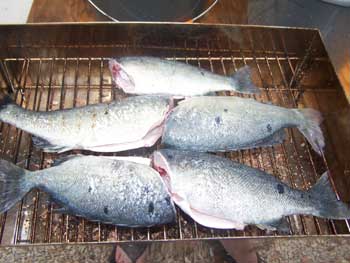 Jade Perch | Acuaponia Indoor