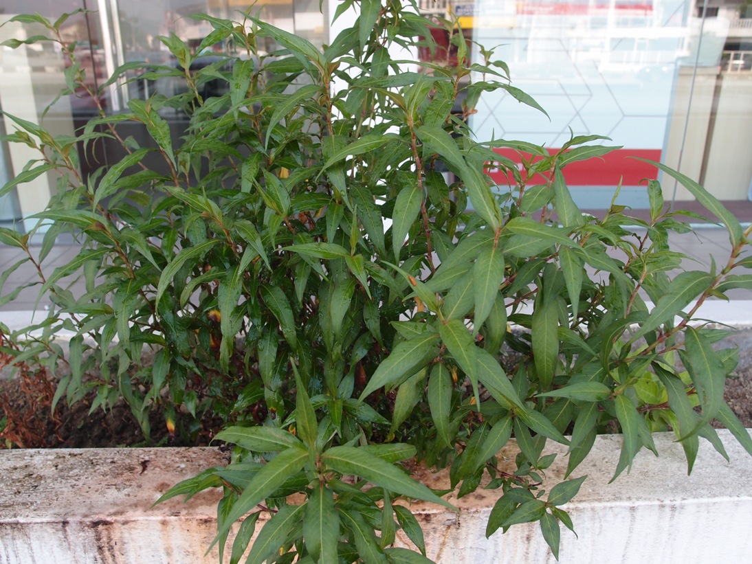 Xing Fu: LAKSA LEAVES (DAUN KESOM)