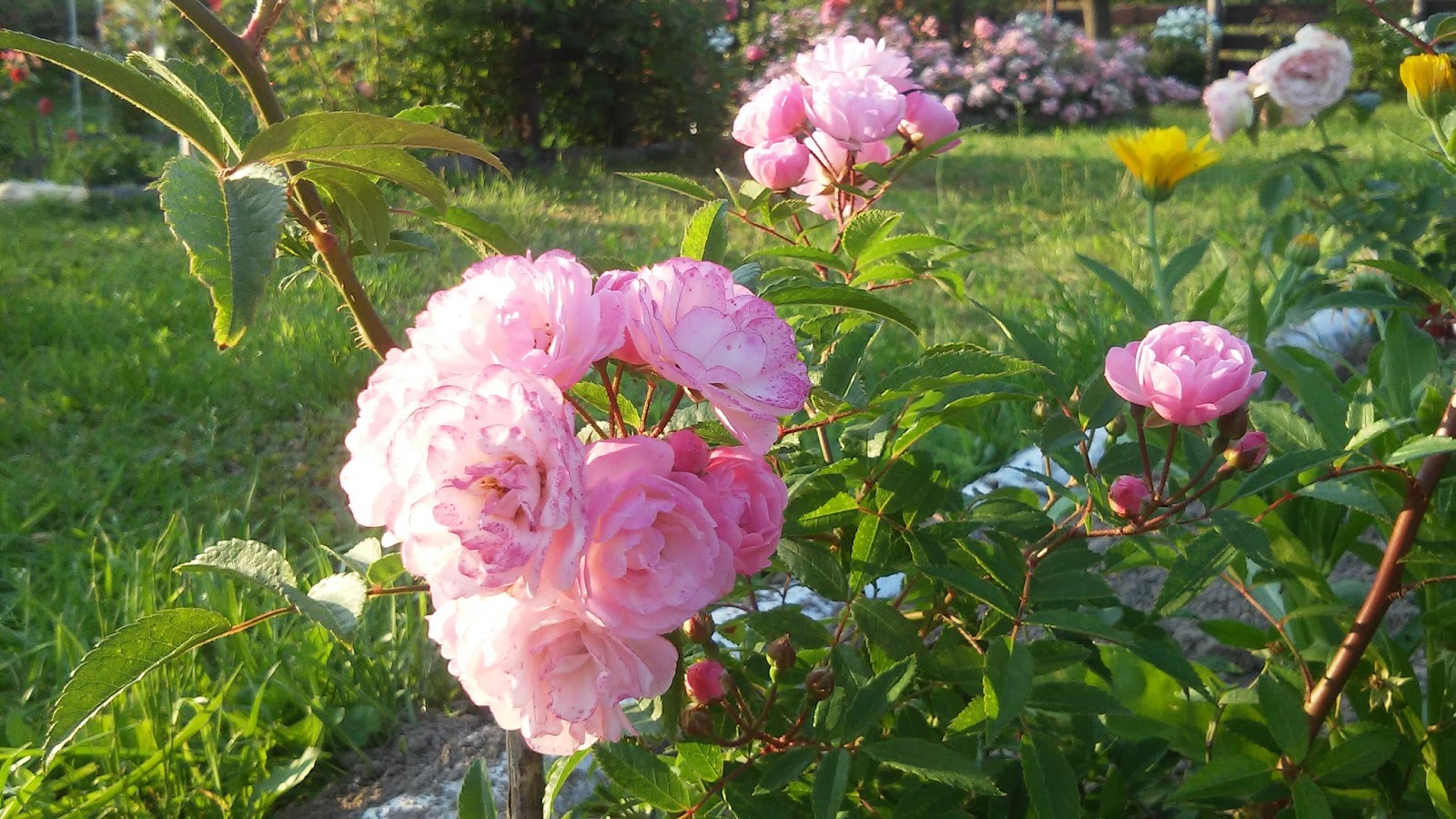 Ranczo Elma: Róża (Rosa) Heavenly Pink