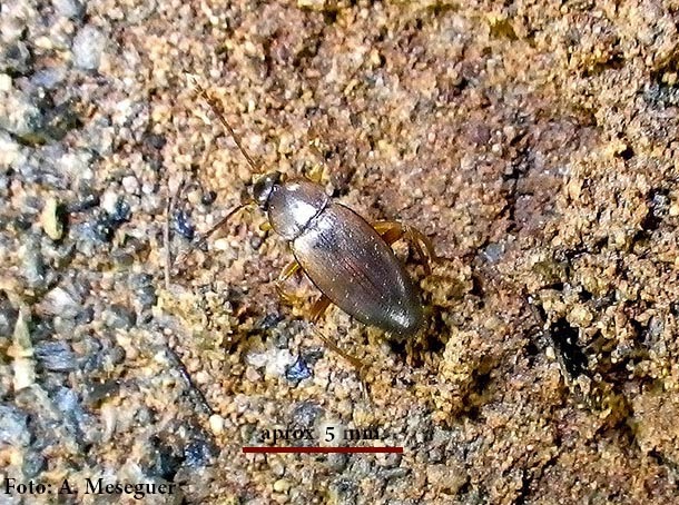 espeleobloc: Una nova especie de coleòpter troglobi del Marroc