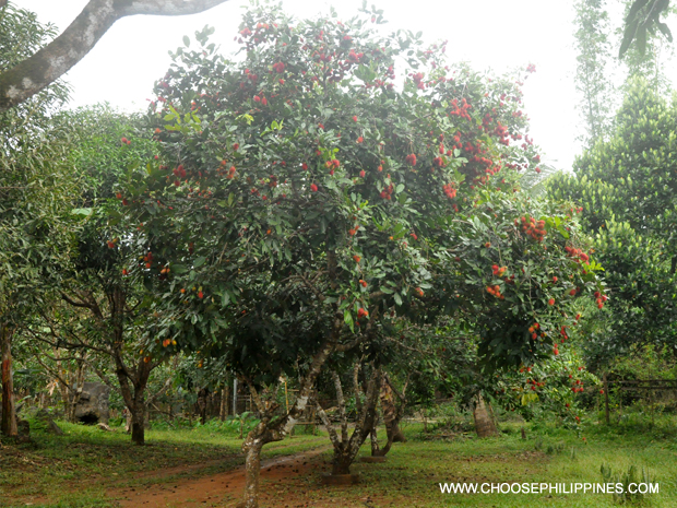 Antique: Discover.Explore.Experience.: Pick a Rambutan by Yourself!