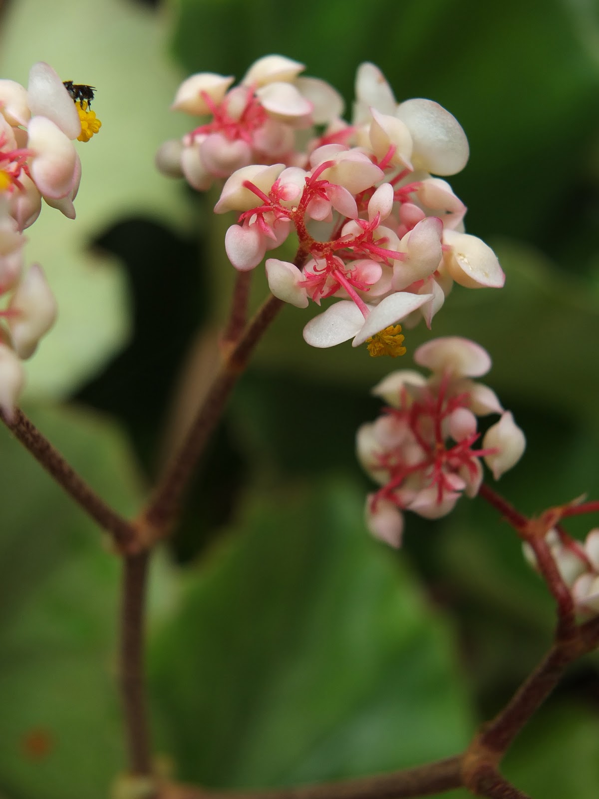 Tamilnadu Tourism: Kalakkad Mundanthurai Tiger Reserve, Thirunelveli