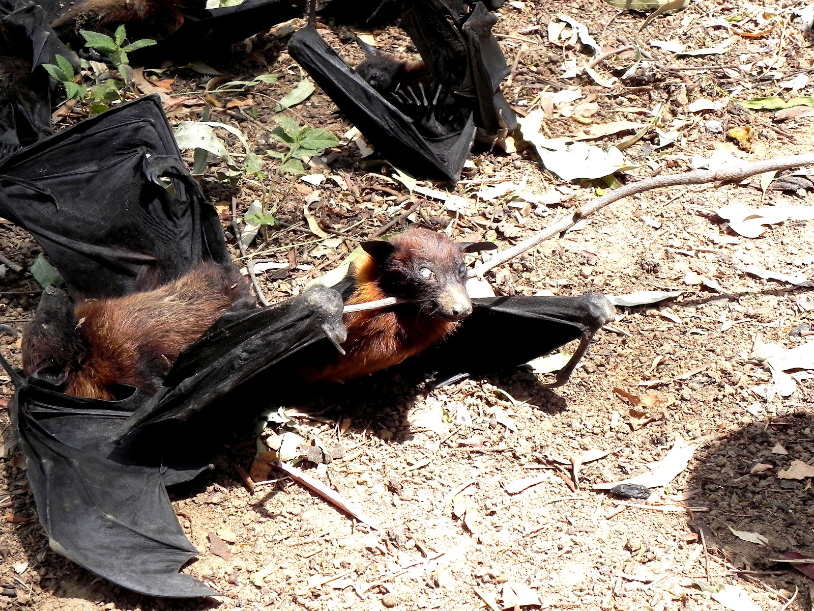 Environment and Geology: Bats dying in Ranchi city of India.