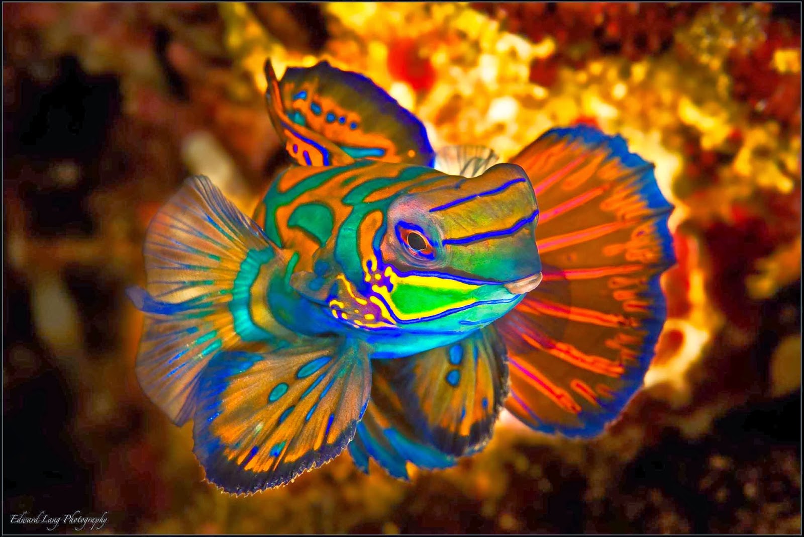 fish share: MANDARIN FISH IKAN HIAS CANTIK 4