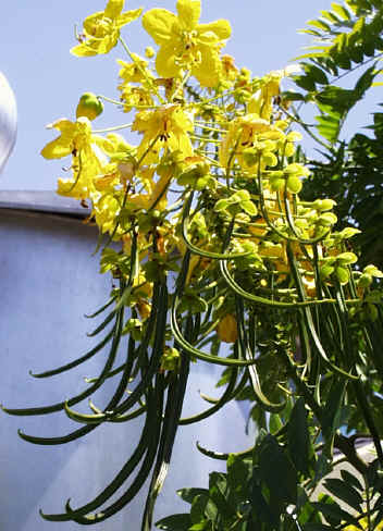 Plantas Medicinais Brasileiras: As dez árvores genuinamente brasileiras ...