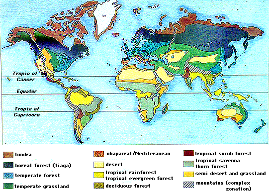 Marine Biom: Marine Biome: Plants