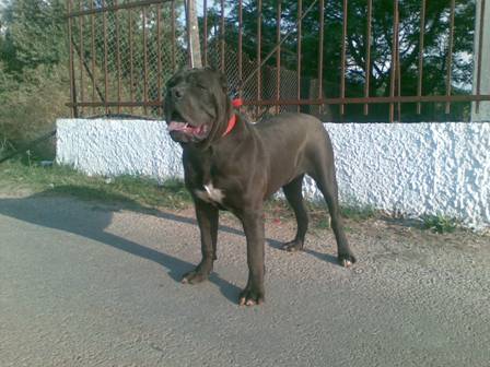 BANDOGFARM REGENCY MASTIFF FROM GREECE: BANDOG FROM BANDOGFARM