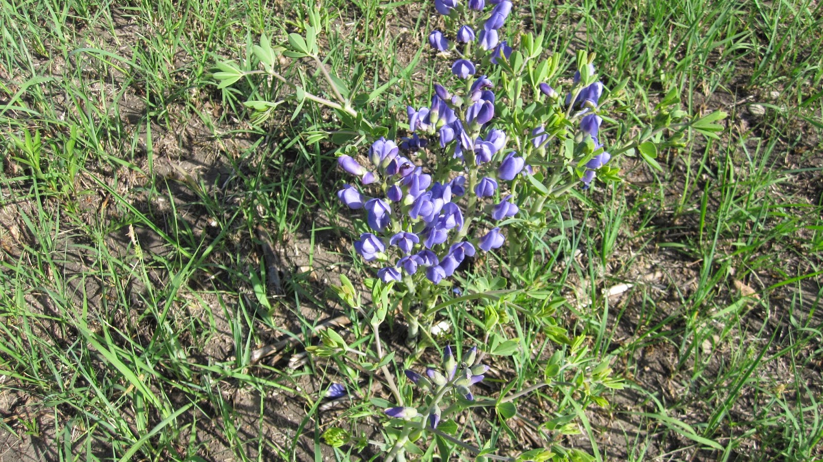 Innie Me: Konza Prairie - Godwin Hill Loop