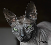 With love to Sphynx :): Donski Sfinks (Don Sphynx) - Historia
