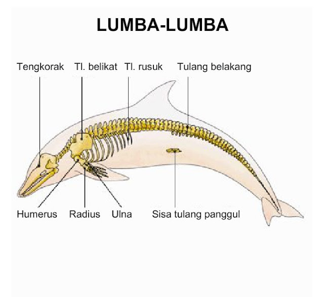 MAMALIA LAUT: ANATOMI LUMBA-LUMBA