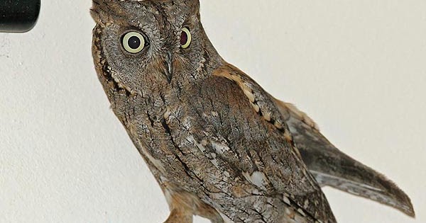 El Herrerillo: Autillo europeo (Otus scops)