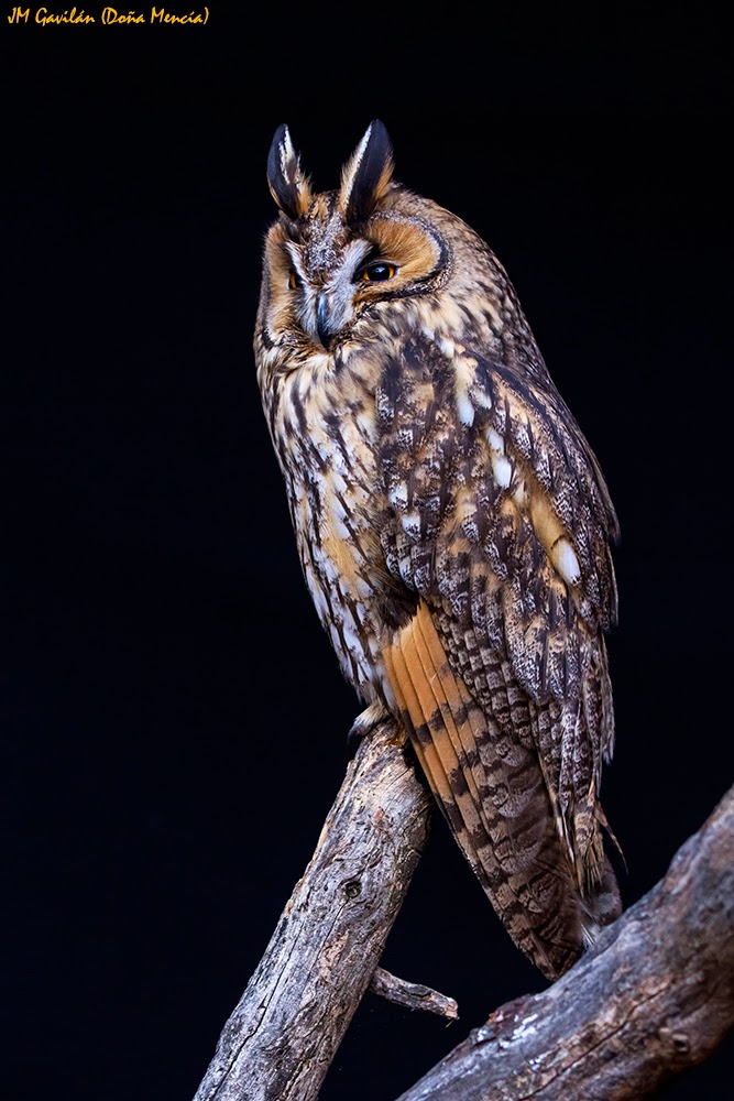 Fotografía de Naturaleza - JM Gavilán: Búho chico (Asio otus)