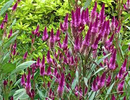 Amazing Garden: Celosia Flower-Easy Flower to Plant
