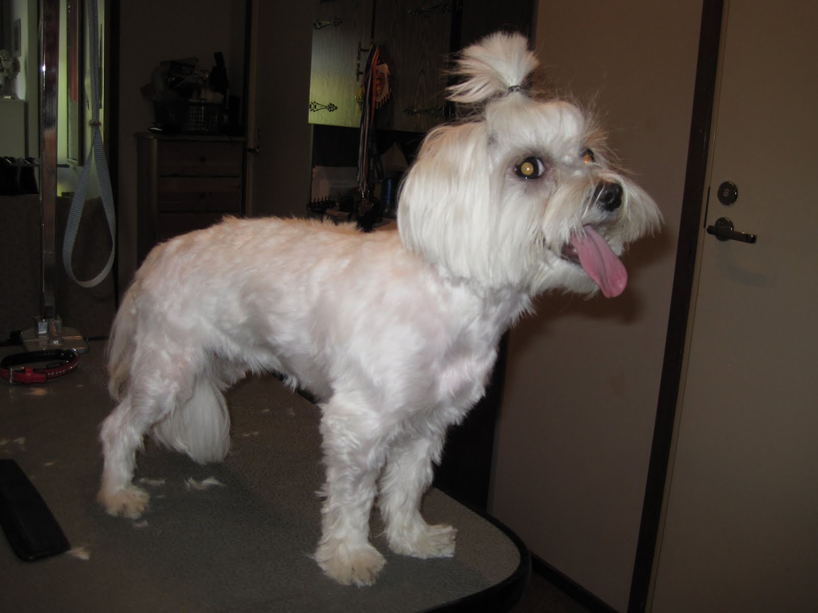 Siisti Sessu: Ei varsinaisesti trimmattavat rodut