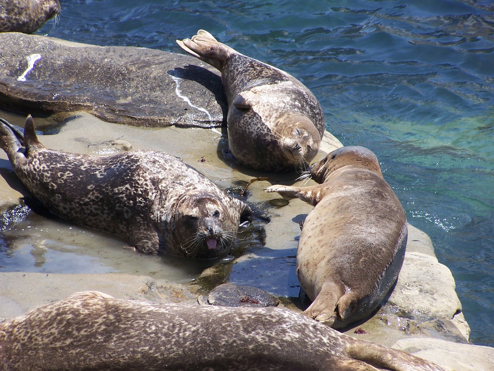 The Natural World: The Seals of San Diego