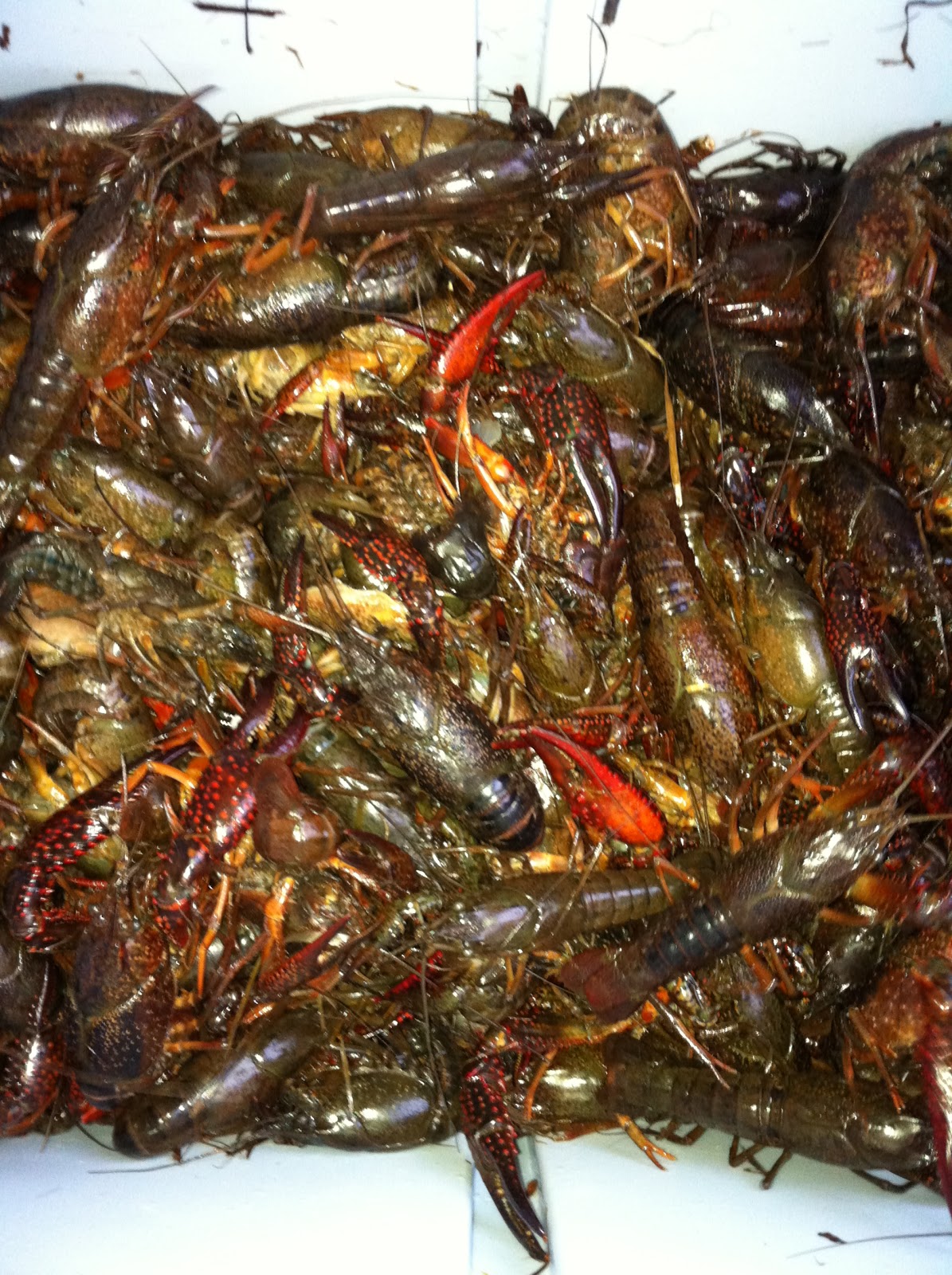 The Uptown Acorn: Crawfish is King